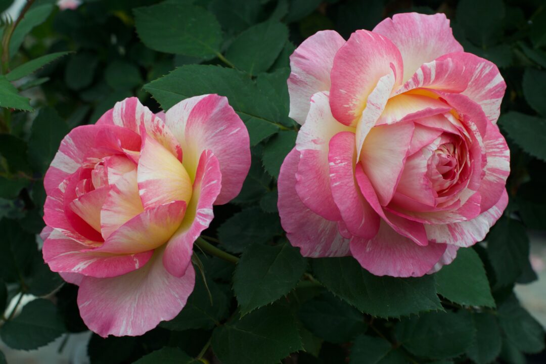 Marc Chagall™ - Bare Root - Certified Nurseries