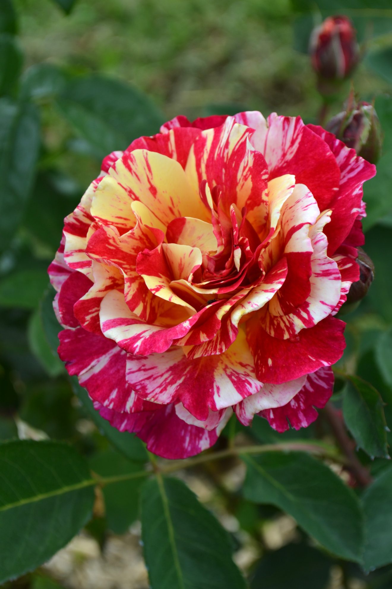 Maurice Utrillo™ - Bare Root - Certified Roses