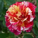 Certified Roses | Buy Rose Plants Online (Free Shipping $100+)