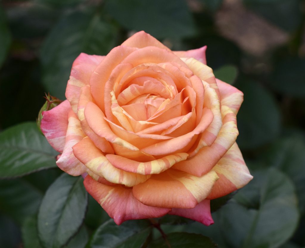 Peach Swirl™ - Bare Root - Certified Roses