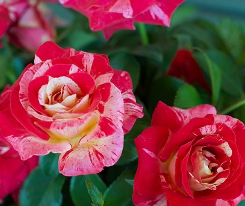 10 Perfect Roses for Zone 6 | Certified Roses