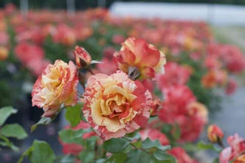 10 Perfect Roses for Zone 6 | Certified Roses