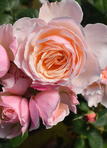 Certified Roses | Buy Rose Plants Online (Free Shipping $100+)