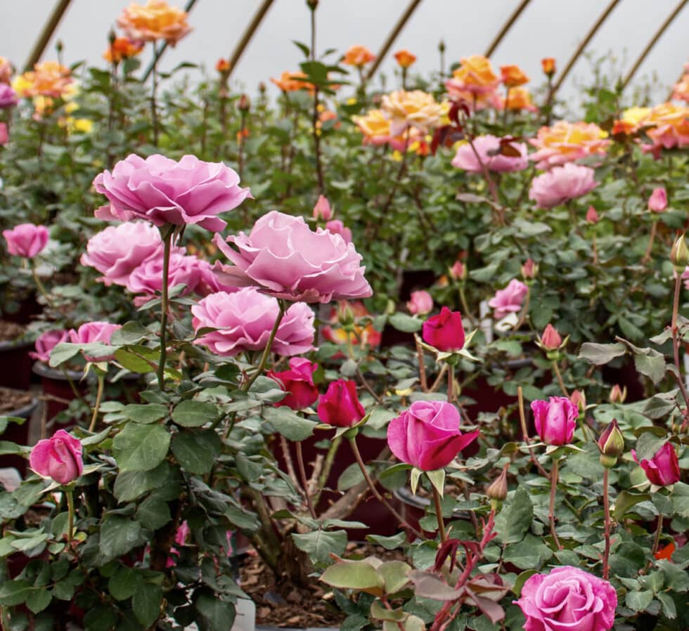 Certified Nurseries | Buy Rose Plants Online (Free Shipping $100+)